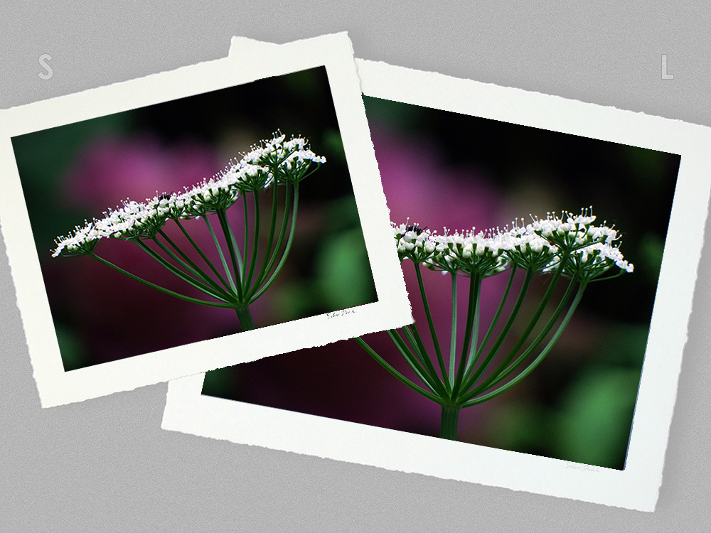 Cow Parsnip Plant – STOHL ON PAPER