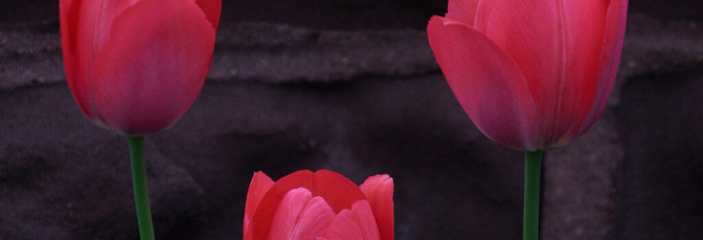 STOHL ON PAPER – Works on paper by Peter and Solvei Stohl